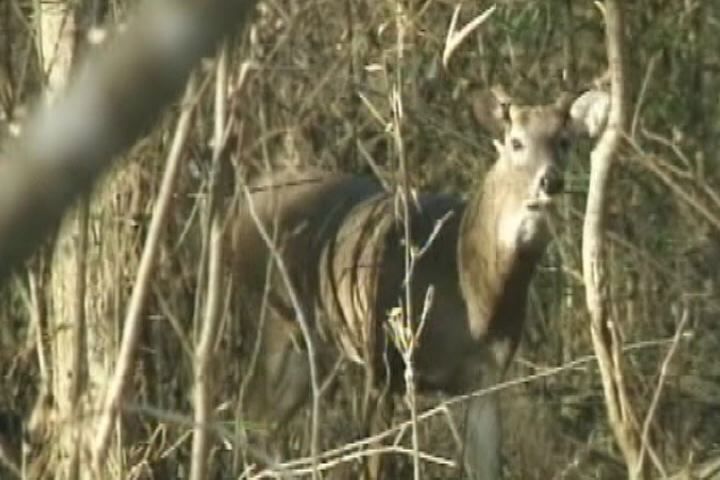 South Carolina DNR Hears Public Input On Proposed Deer Hunting R WFXG south-carolina-dnr-hears-public-input-on-proposed-deer-hunting-r-wfxg